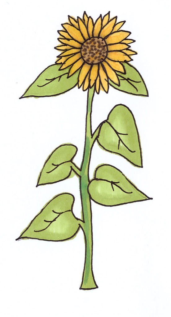 Öppetklassrum - Solrosen!